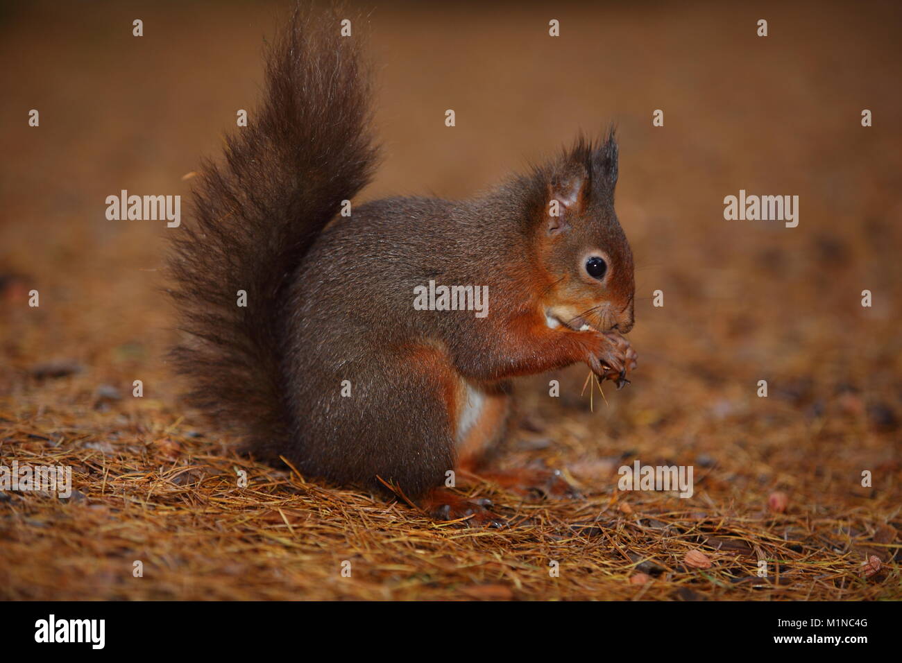 Red squirrel uk wildlife hi-res stock photography and images - Alamy