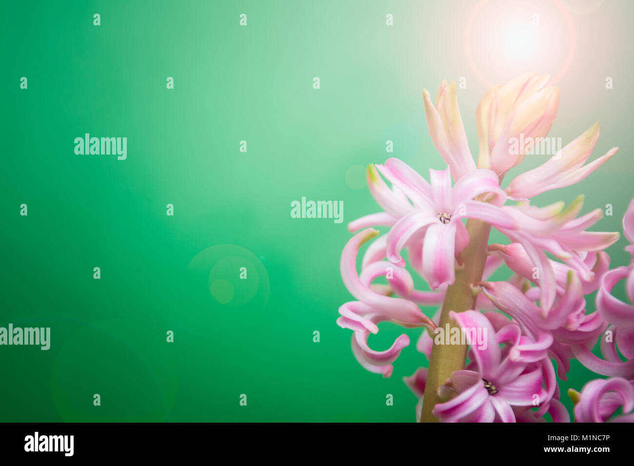 Whimsical flower background with sunlight effect on green Stock Photo ...