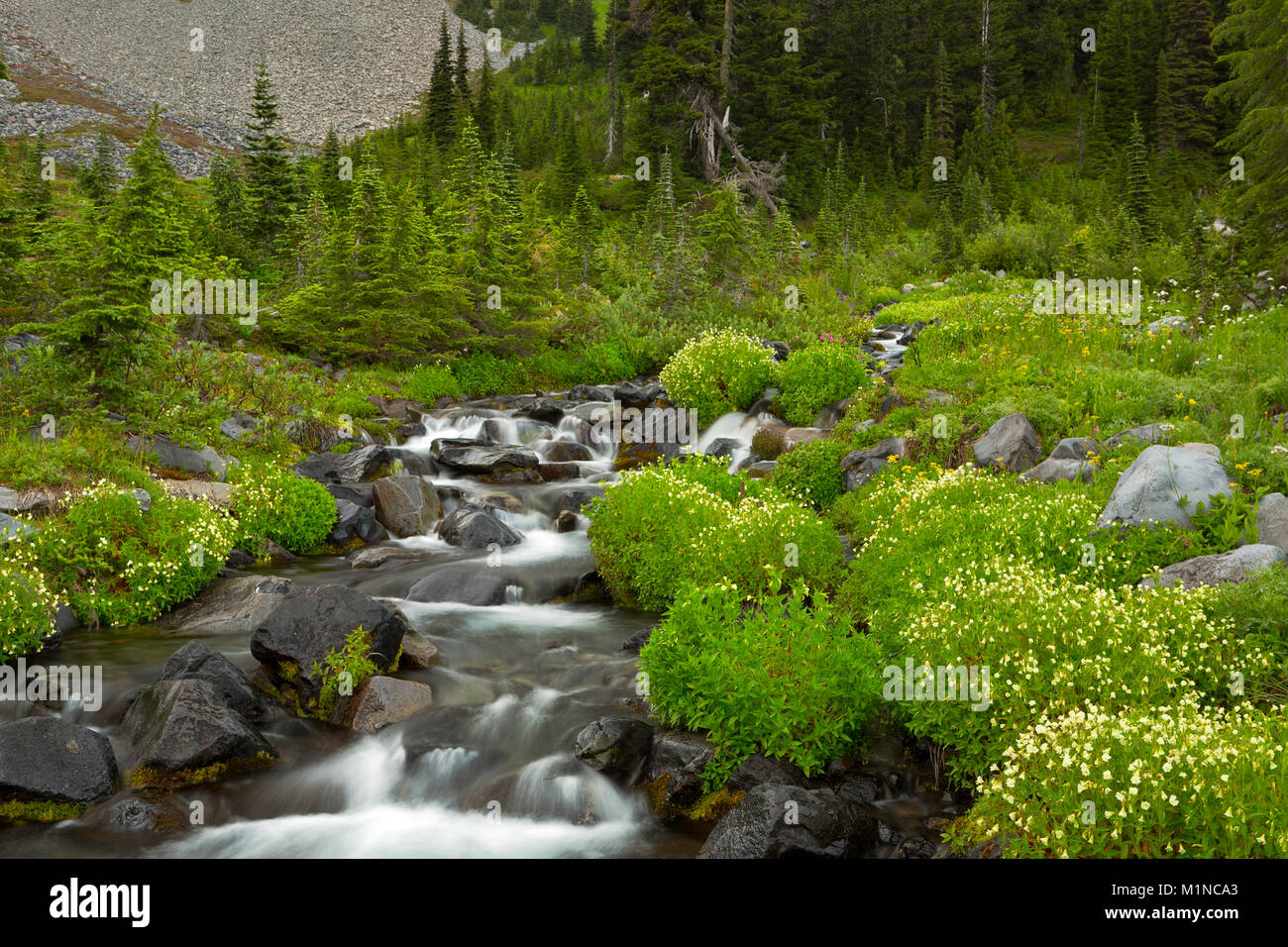A mountain stream cascades through a meadow of wildflowers (Mountain ...