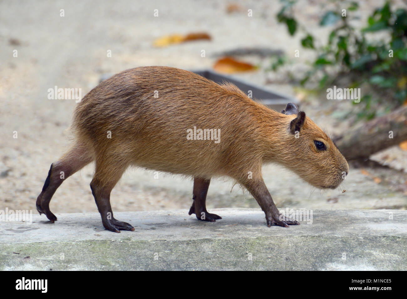 Portrait of capybaras walking, side view Stock Photo - Alamy