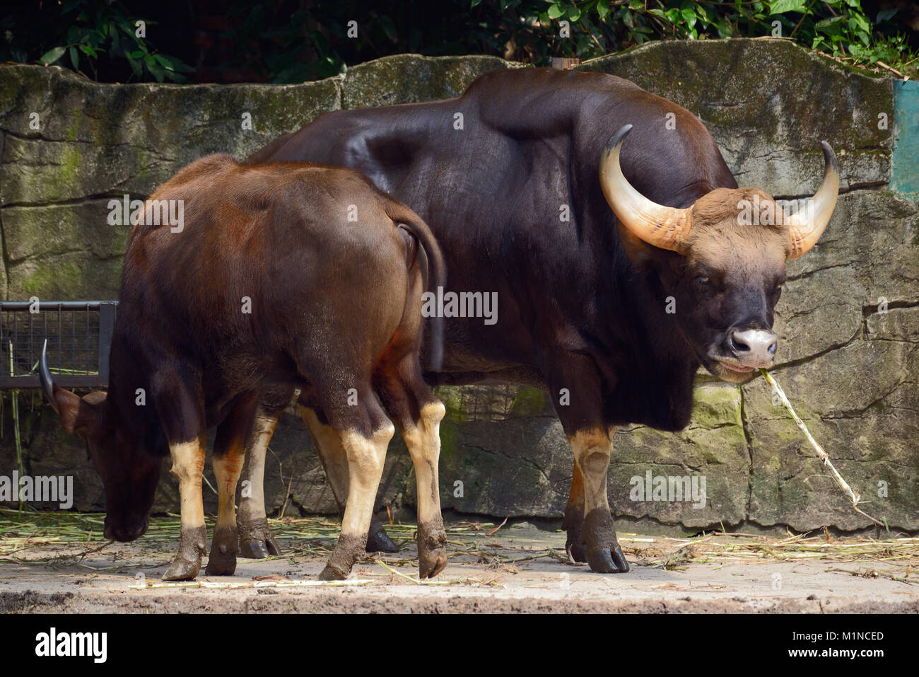 Gaur bulls hi-res stock photography and images - Alamy