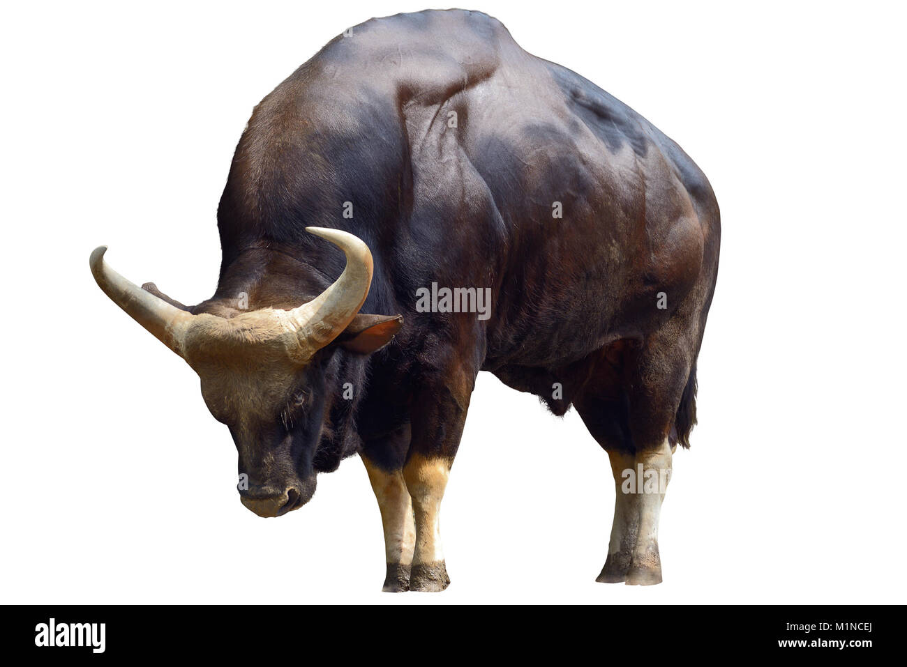 Gaur animal hi-res stock photography and images - Alamy