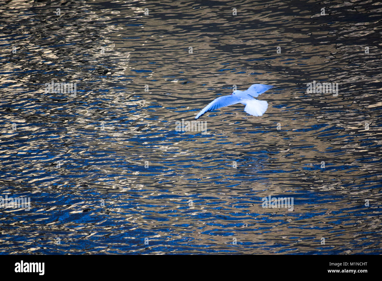 Bird flying over the river in sunset Stock Photo - Alamy