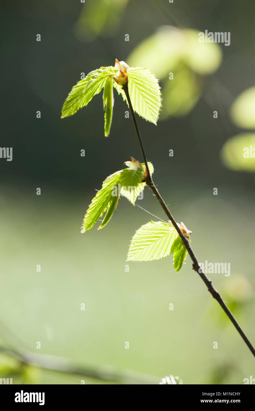 Carpinus betulus,Hainbuche,Common hornbeam Stock Photo - Alamy