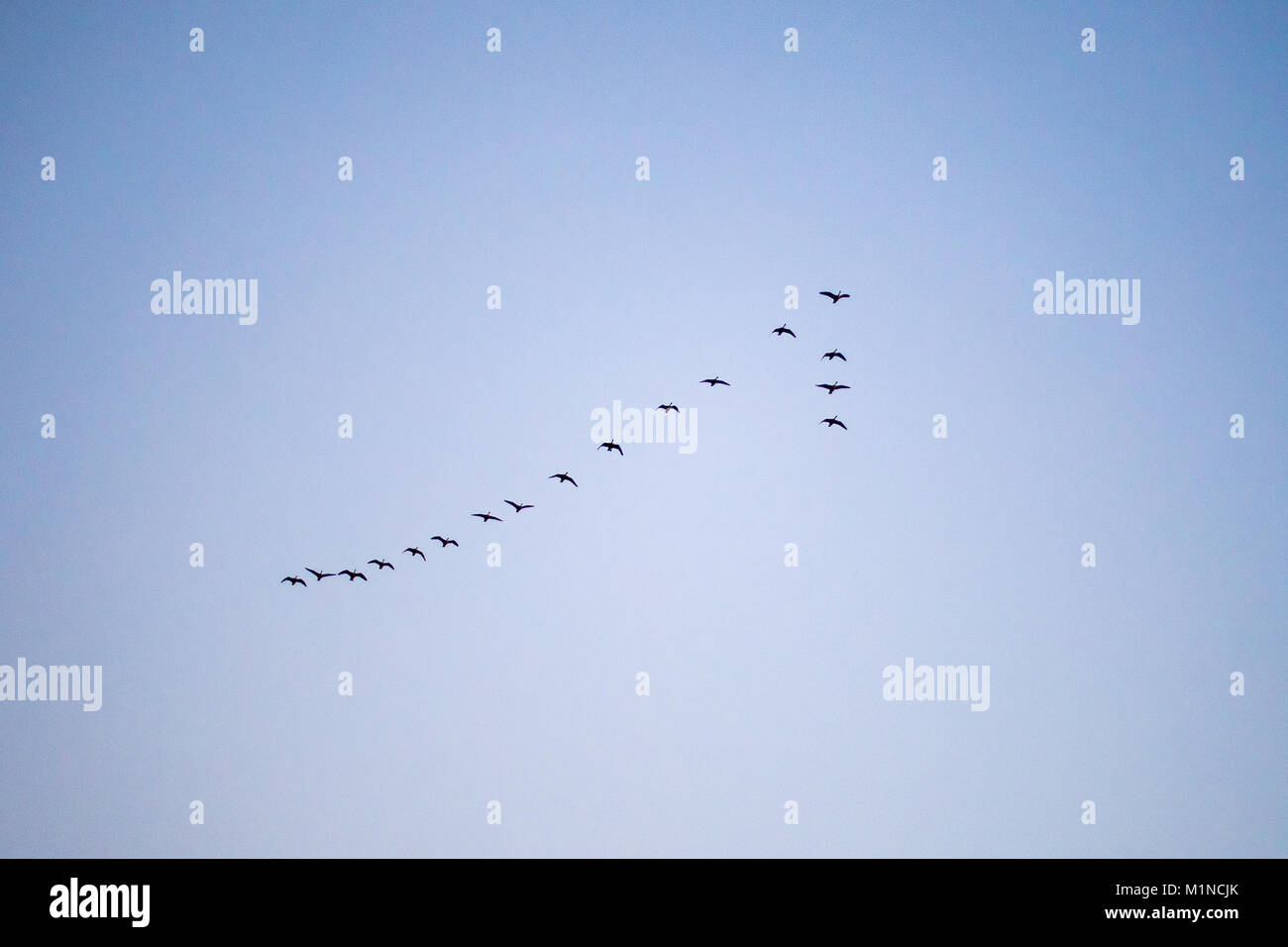 Set bird free hi-res stock photography and images - Alamy