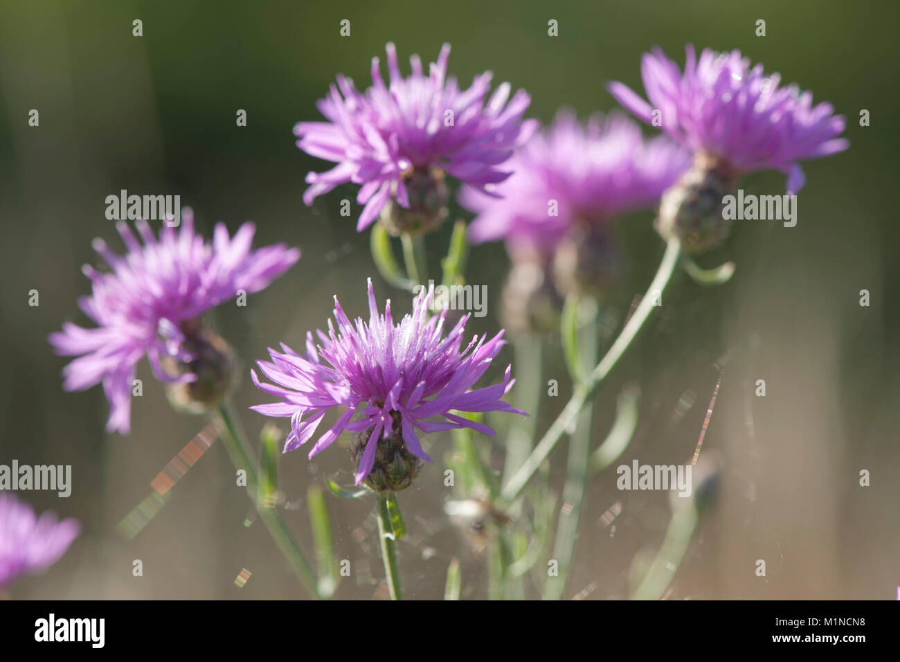 Centaurea stoebe ssp. stoebe,Rispige Flockenblume, Rheinische ...