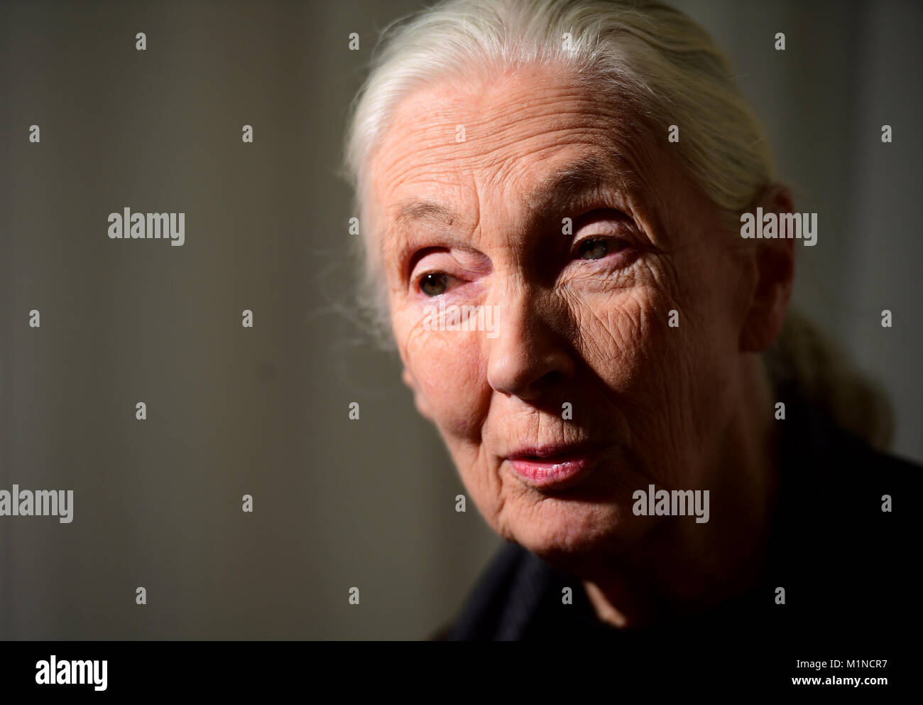 Dr. Jane Goodall attending the National Geographic 'an Evening of ...