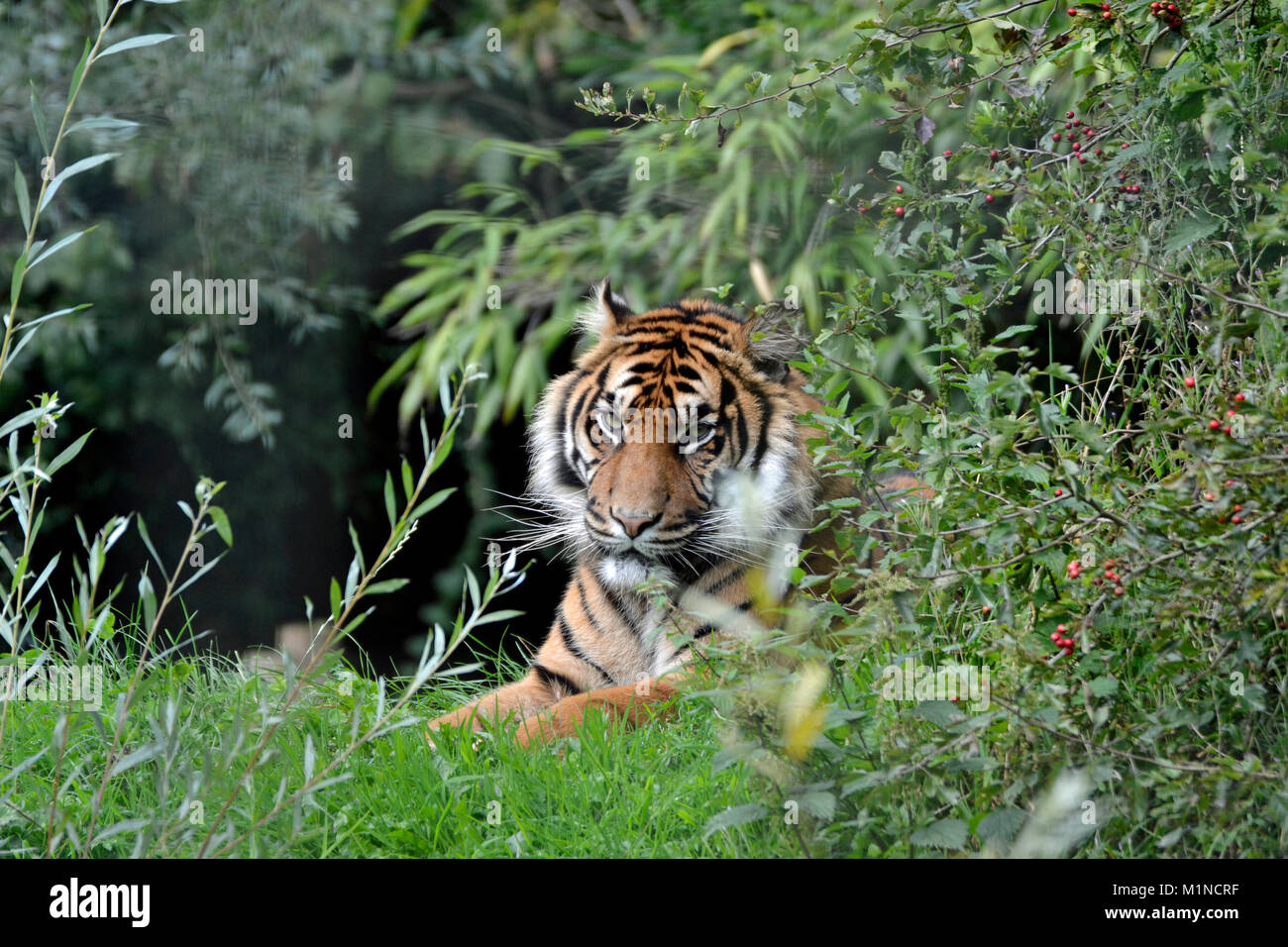 Sumatran tigers hi-res stock photography and images - Alamy