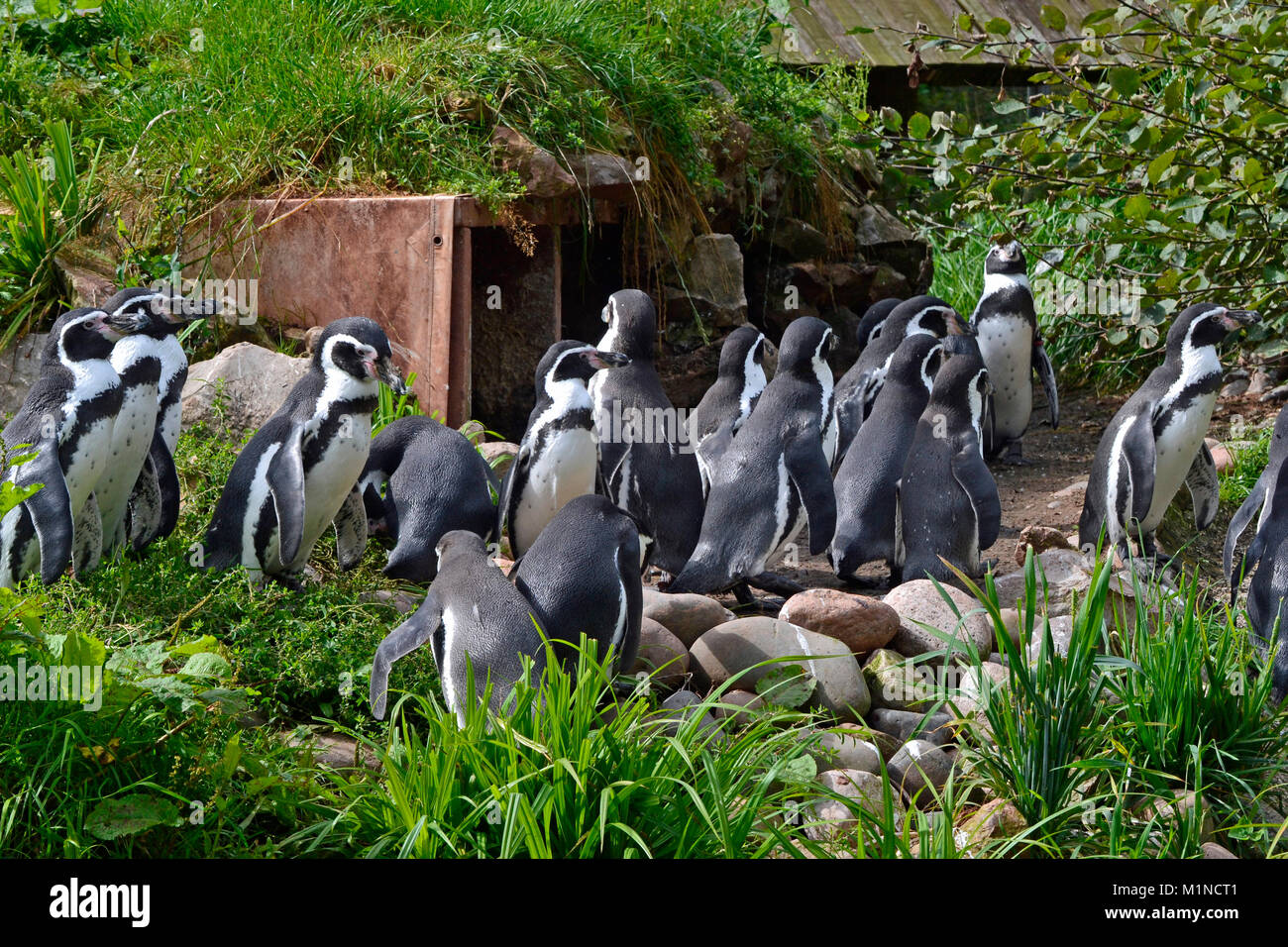 Zoo animals crowd hi-res stock photography and images - Alamy