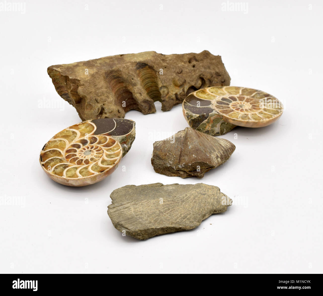 Fossils arranged on a seamless white background, including brachiopods ...