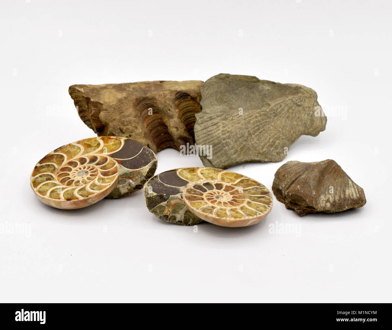 Fossils arranged on a seamless white background, including brachiopods ...