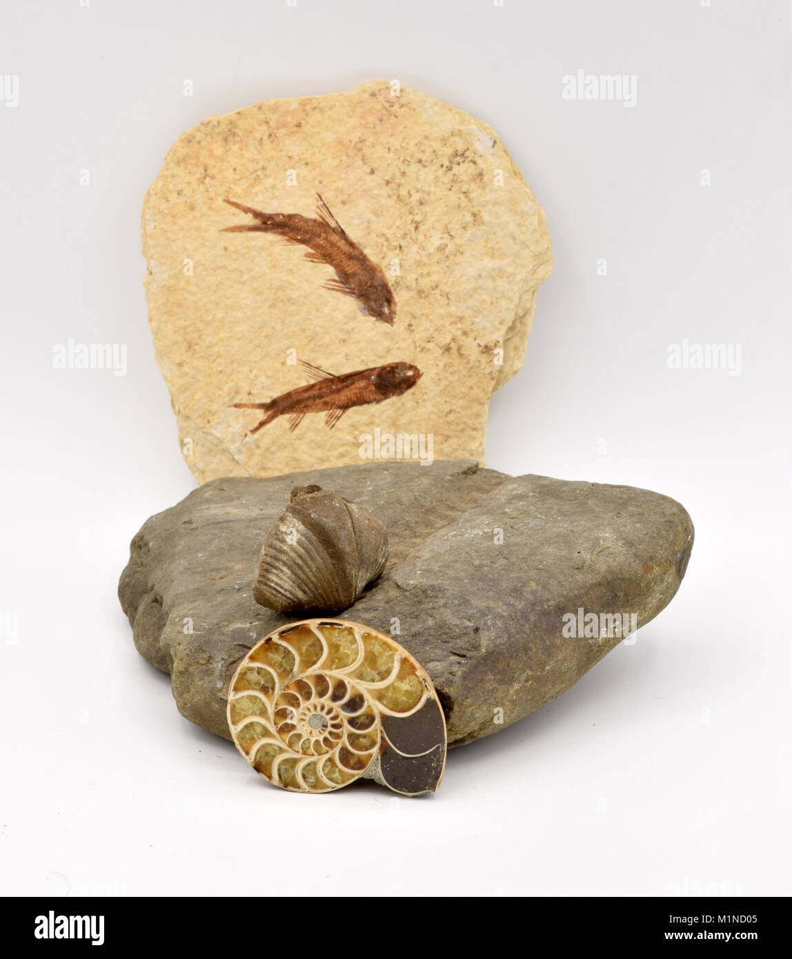 Fossils arranged on a seamless white background, including brachiopods ...