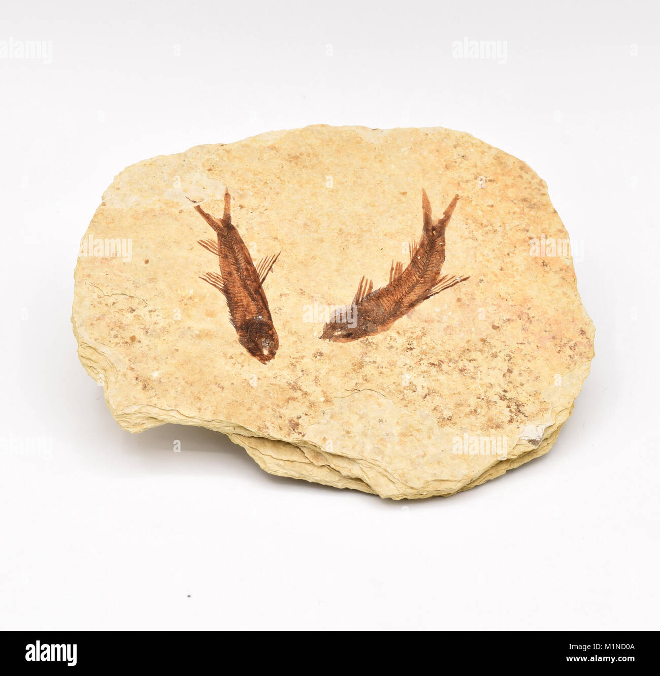 Fossils arranged on a seamless white background, including brachiopods ...