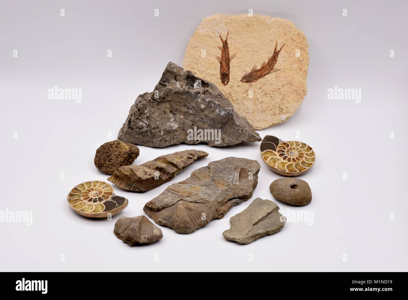 Fossils arranged on a seamless white background, including brachiopods ...