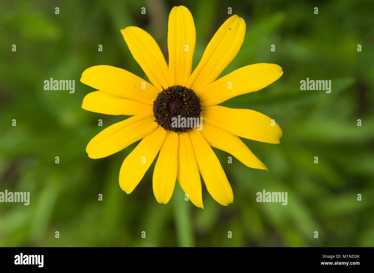 Black eyed Susan/Ox-eye daisy Stock Photo - Alamy