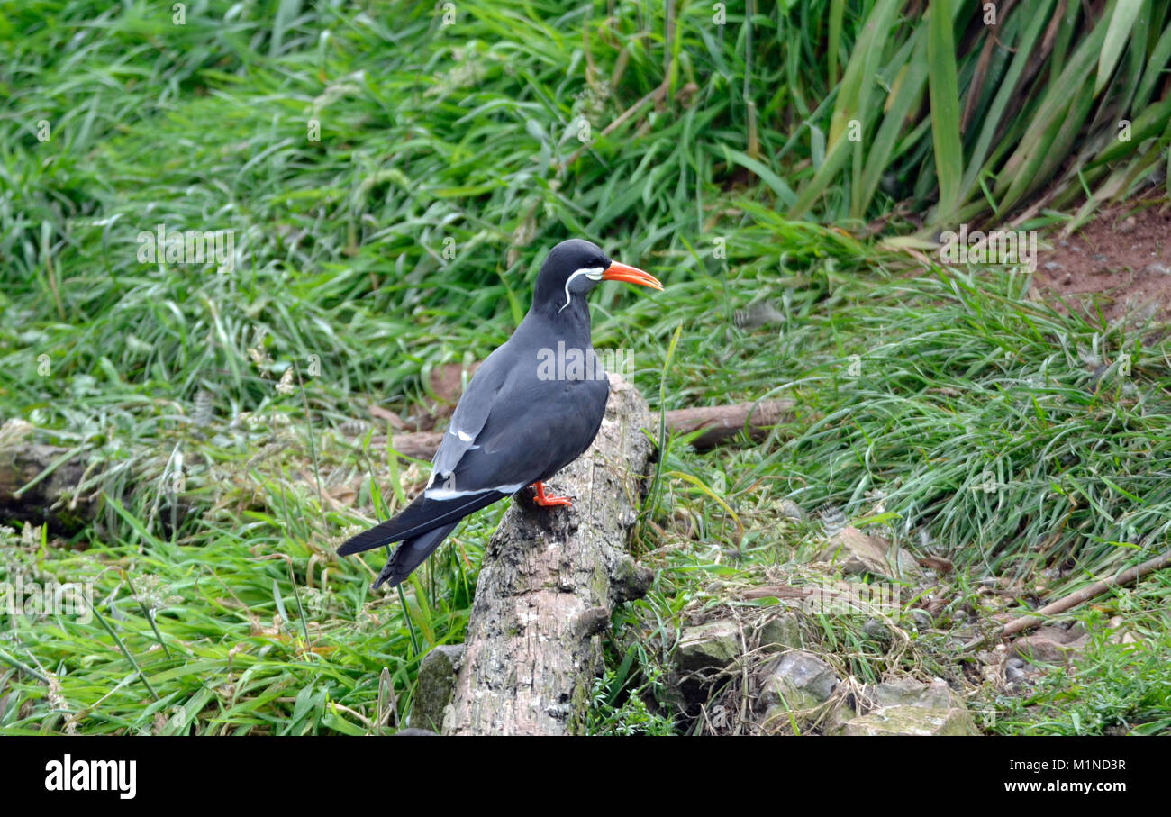 An Inca tern at South Lakes Safari Zoo, Cumbria, UK Stock Photo - Alamy