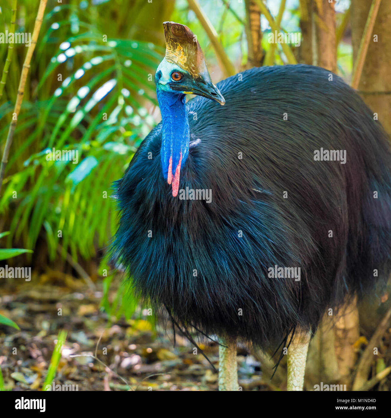 Australian cassowary hi-res stock photography and images - Alamy