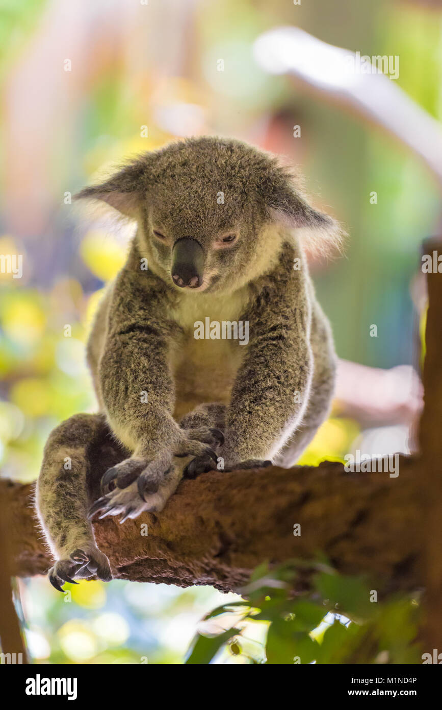 Portrait of koala, an arboreal herbivorous marsupial native to ...