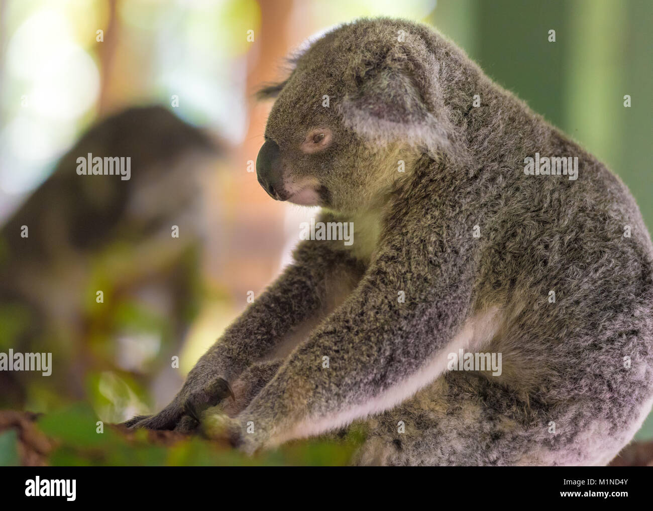 Portrait of koala, an arboreal herbivorous marsupial native to ...