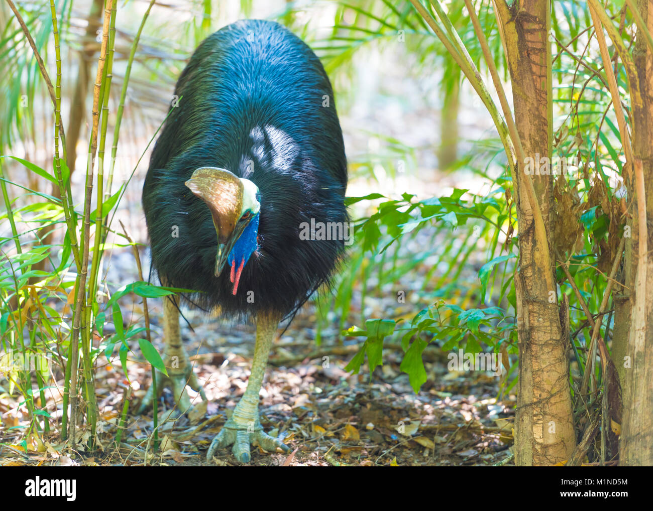 Portrait of Cassowary bird, native to the tropical forests of New ...