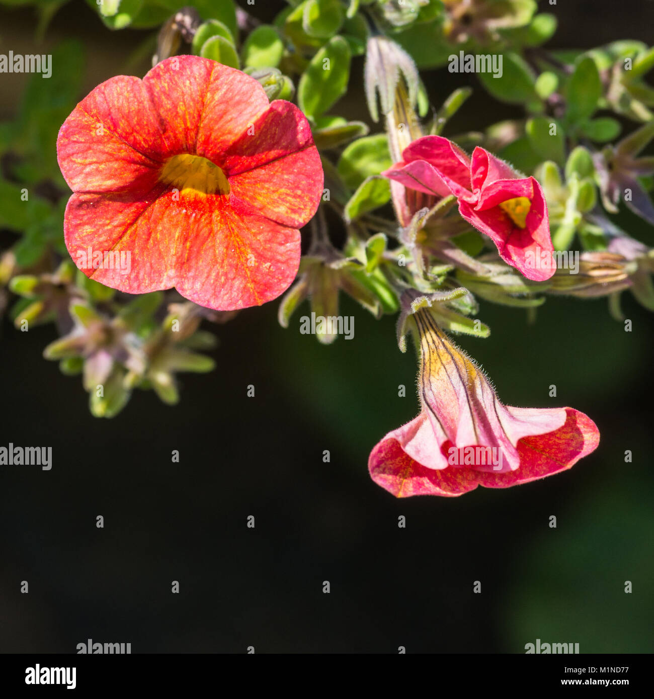 A macro shot of three stages of a petunia bloom Stock Photo - Alamy