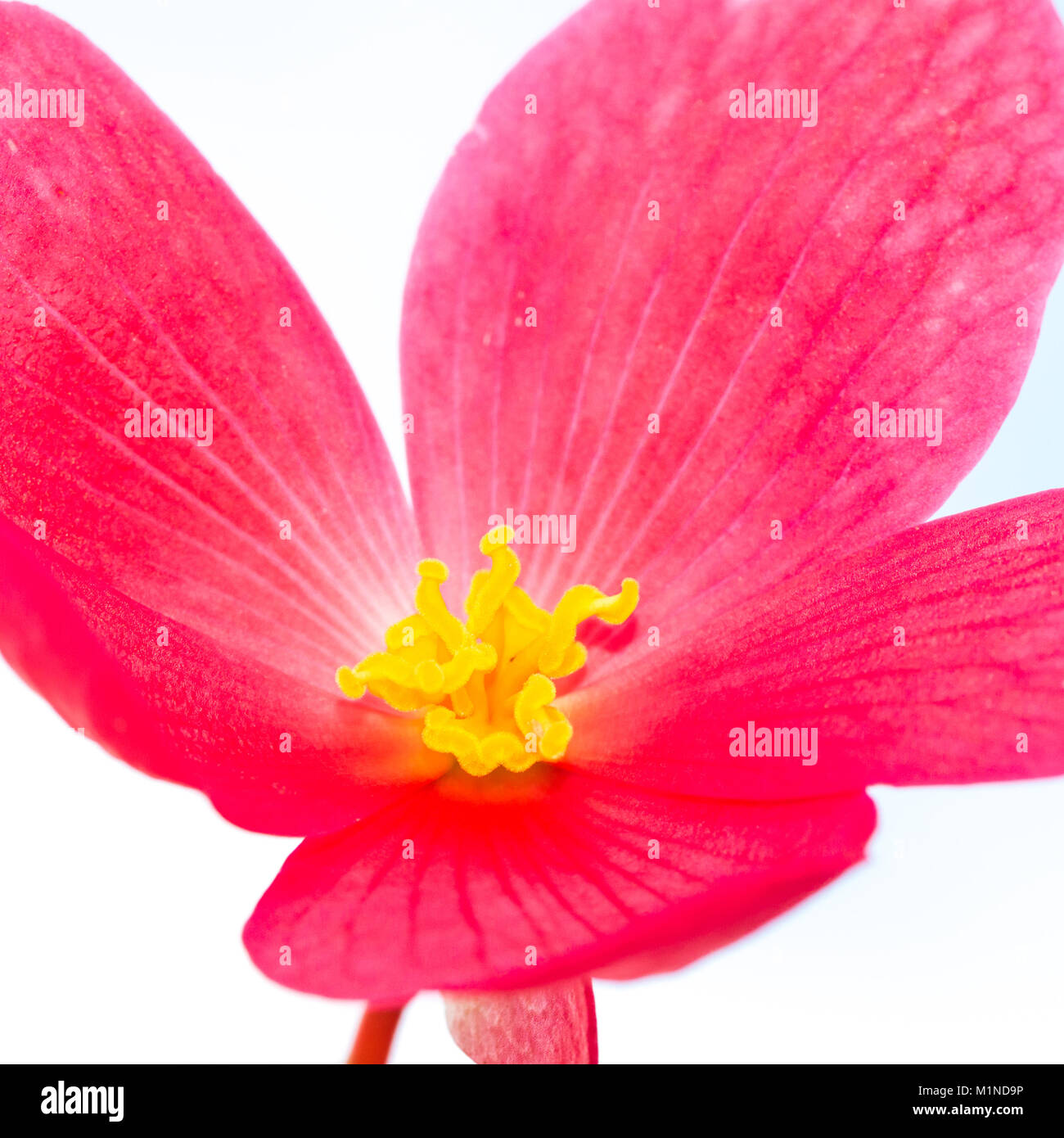 A macro shot of a begonia bloom shot against a white background Stock ...