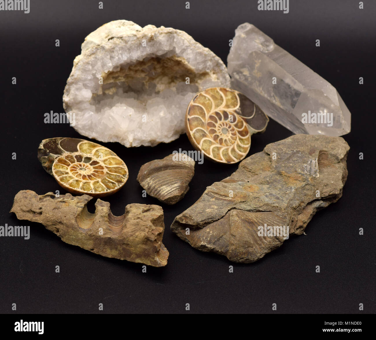 Fossils and gemstones including a geode, brachiopods, and crinoids ...