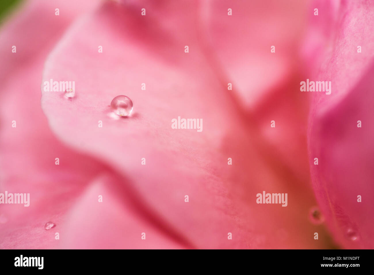 Pink rose close up shot with some waterdrops Stock Photo - Alamy