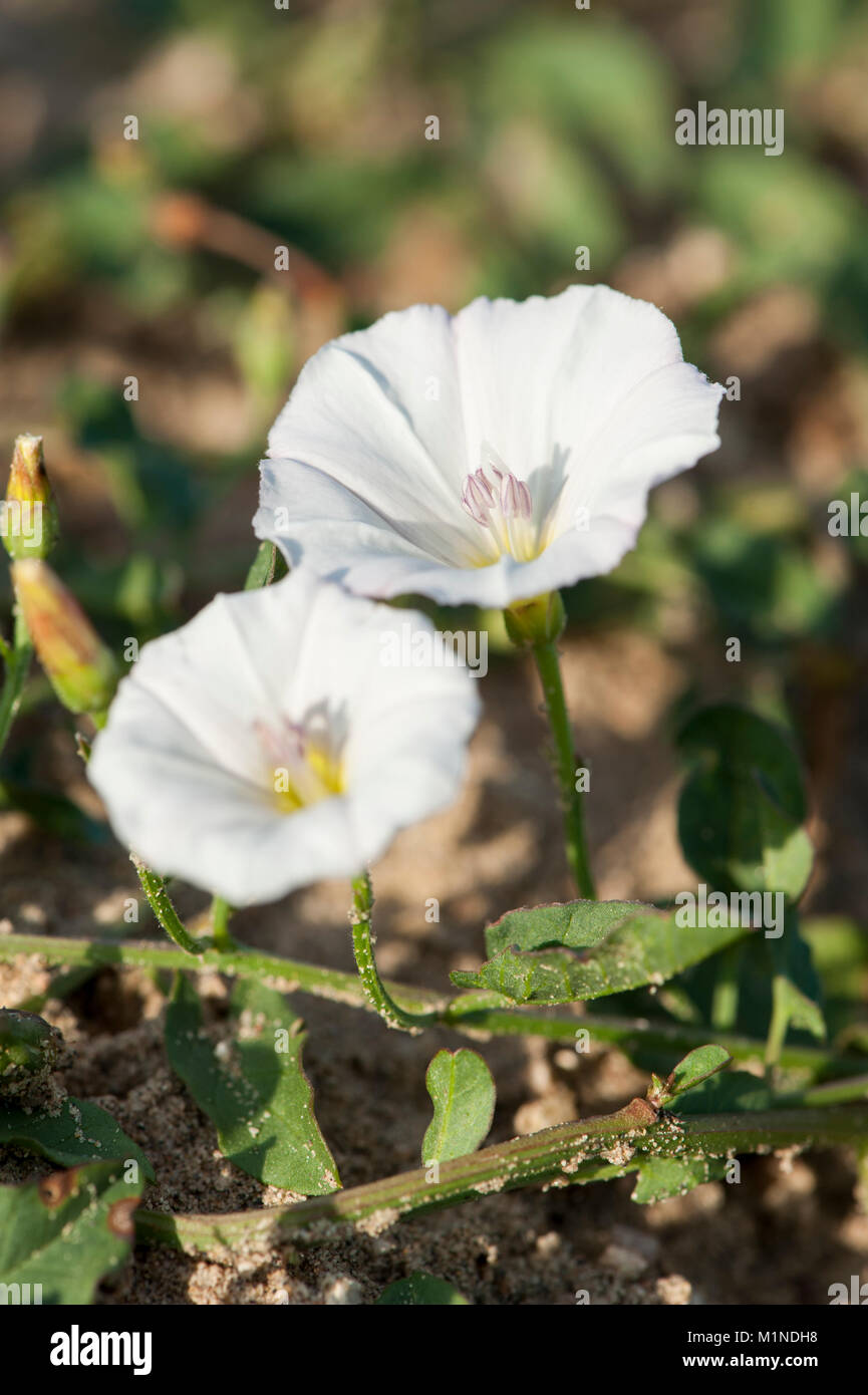 Convolvulus arvensis,Ackerwinde,Field bindweed Stock Photo - Alamy