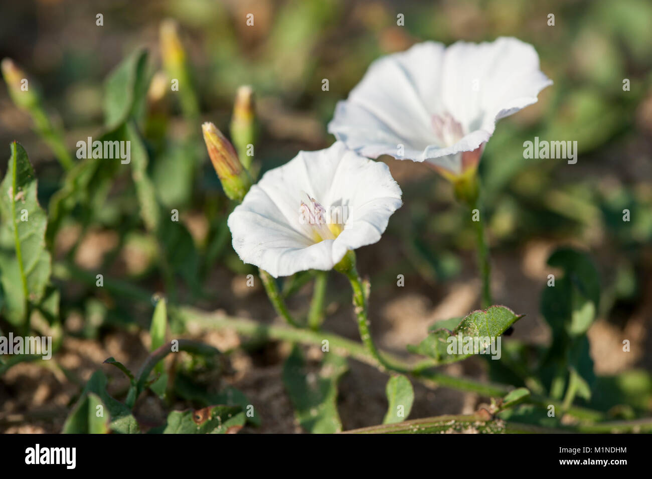 Convolvulus arvensis,Ackerwinde,Field bindweed Stock Photo - Alamy