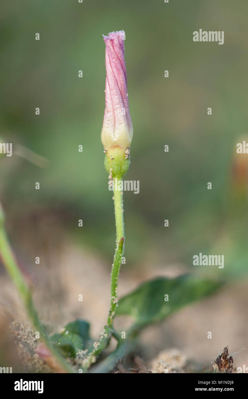Convolvulus arvensis,Ackerwinde,Field bindweed Stock Photo - Alamy