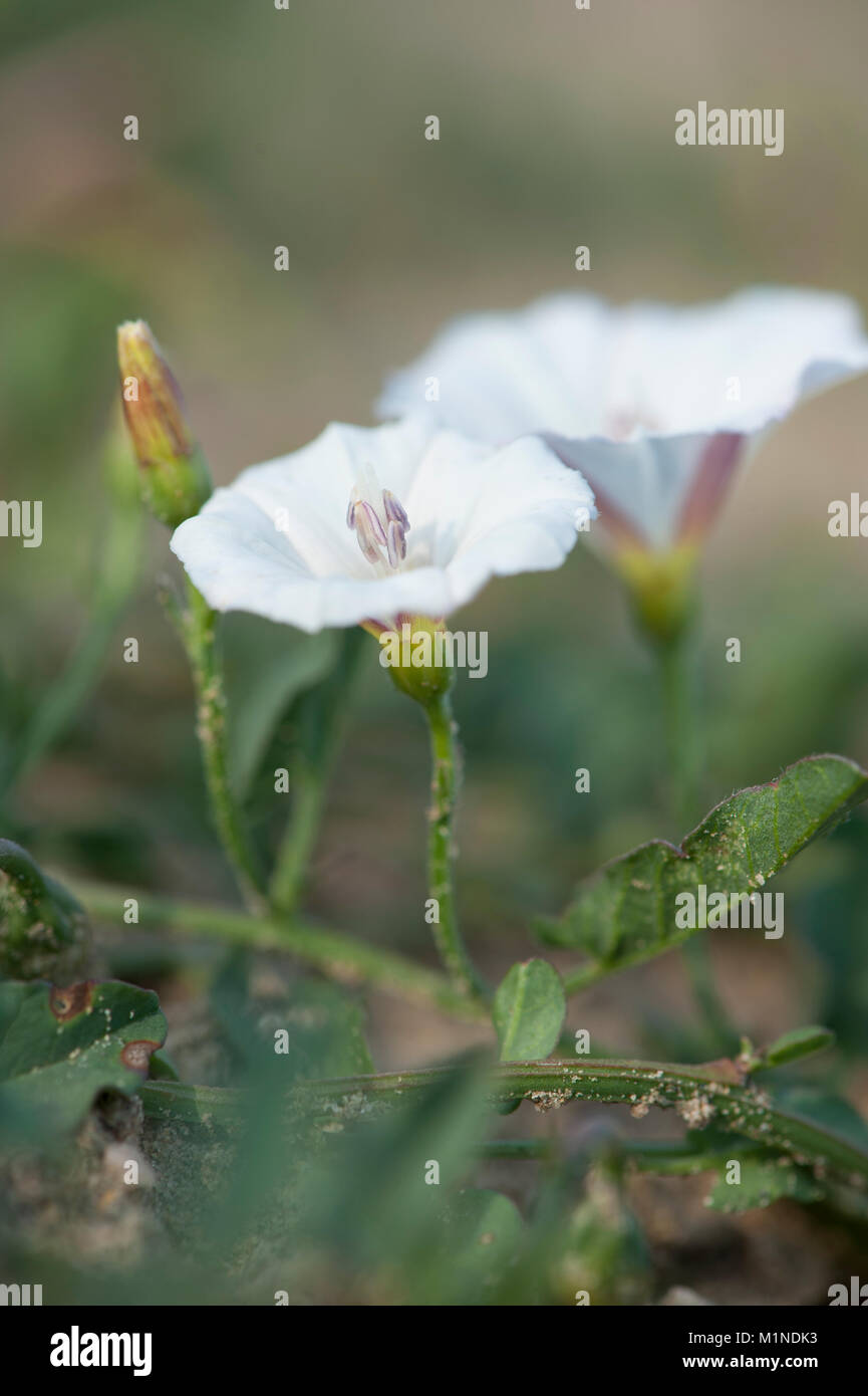 Convolvulus arvensis,Ackerwinde,Field bindweed Stock Photo - Alamy
