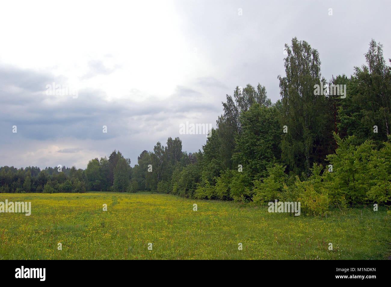 June forest glade in rainy weather Stock Photo - Alamy