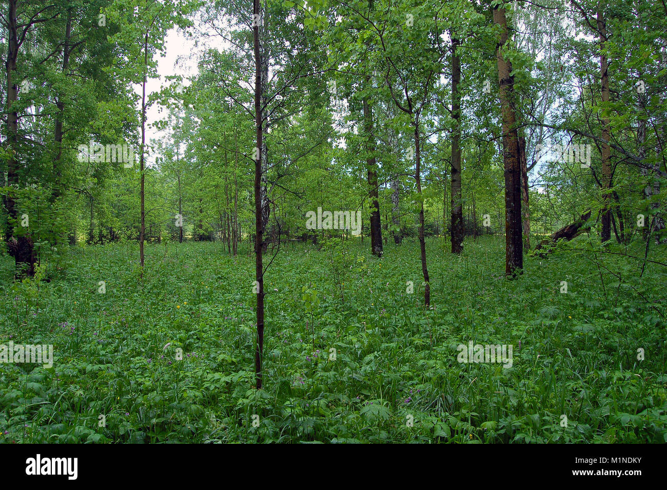 Deciduous grove with a rich undergrowth in early summer Stock Photo - Alamy