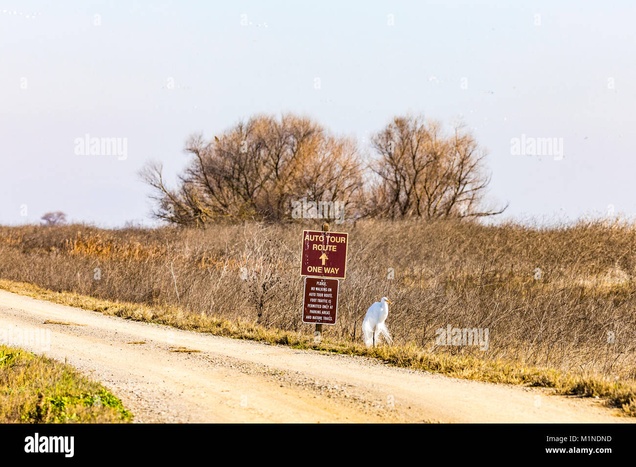At the Merced National Wildlife Refuge in the Central Valley of ...