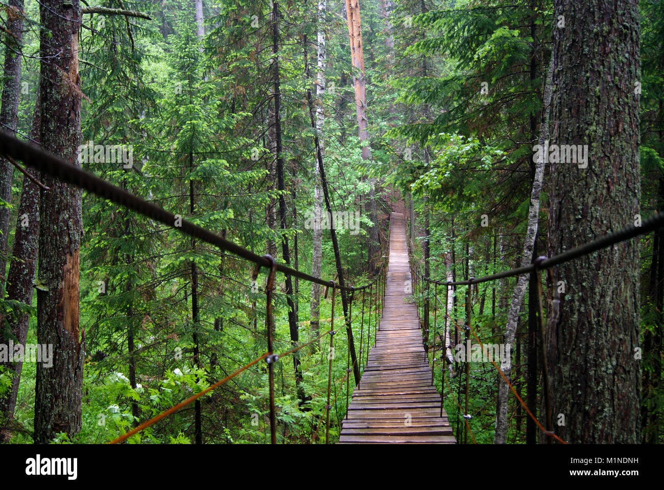 suspension bridge through a deep ravine in the forest, stretching into ...