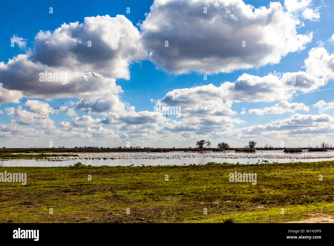 At the Merced National Wildlife Refuge in the Central Valley of ...