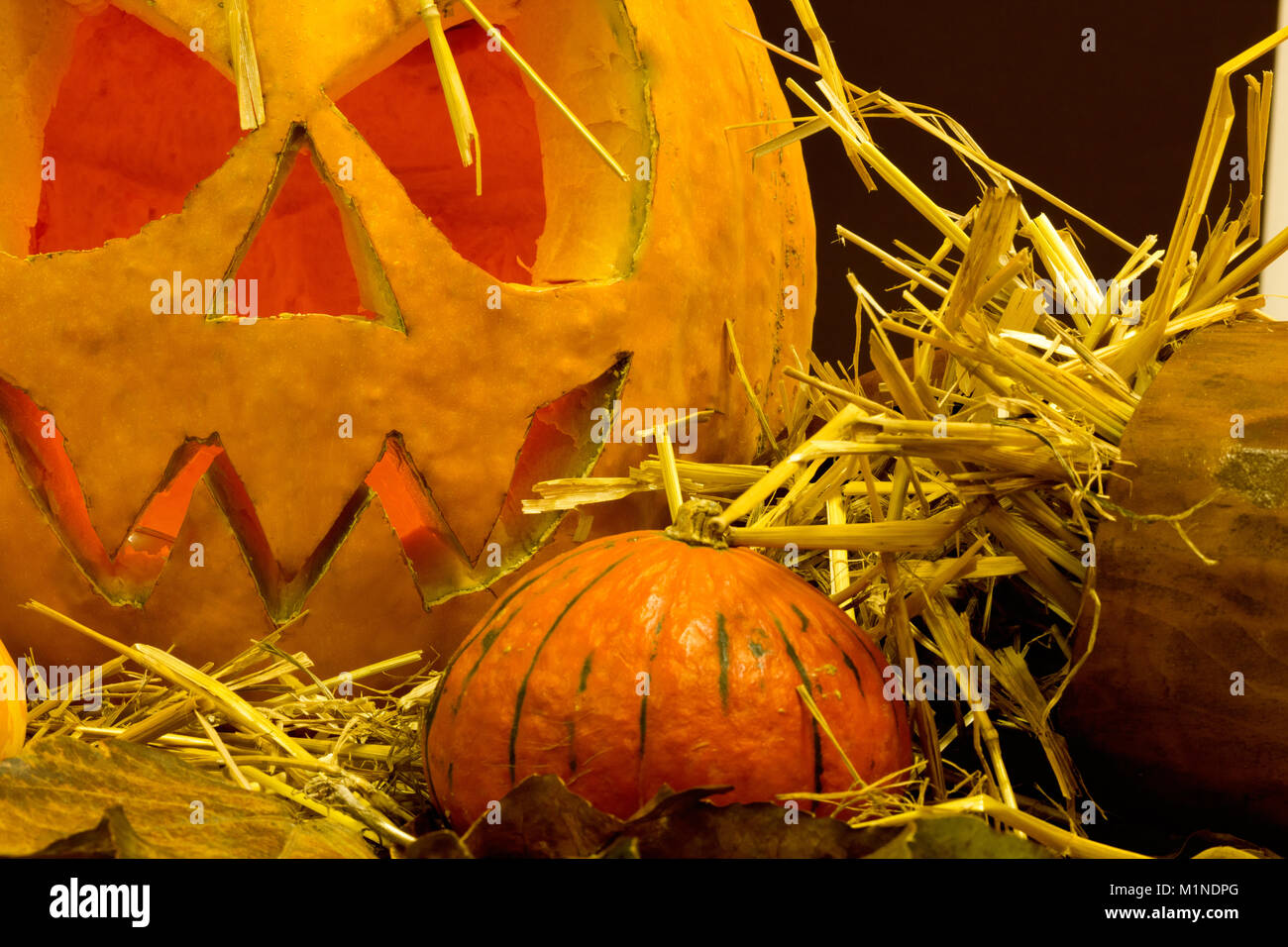 Jack o' lantern forest hi-res stock photography and images - Alamy