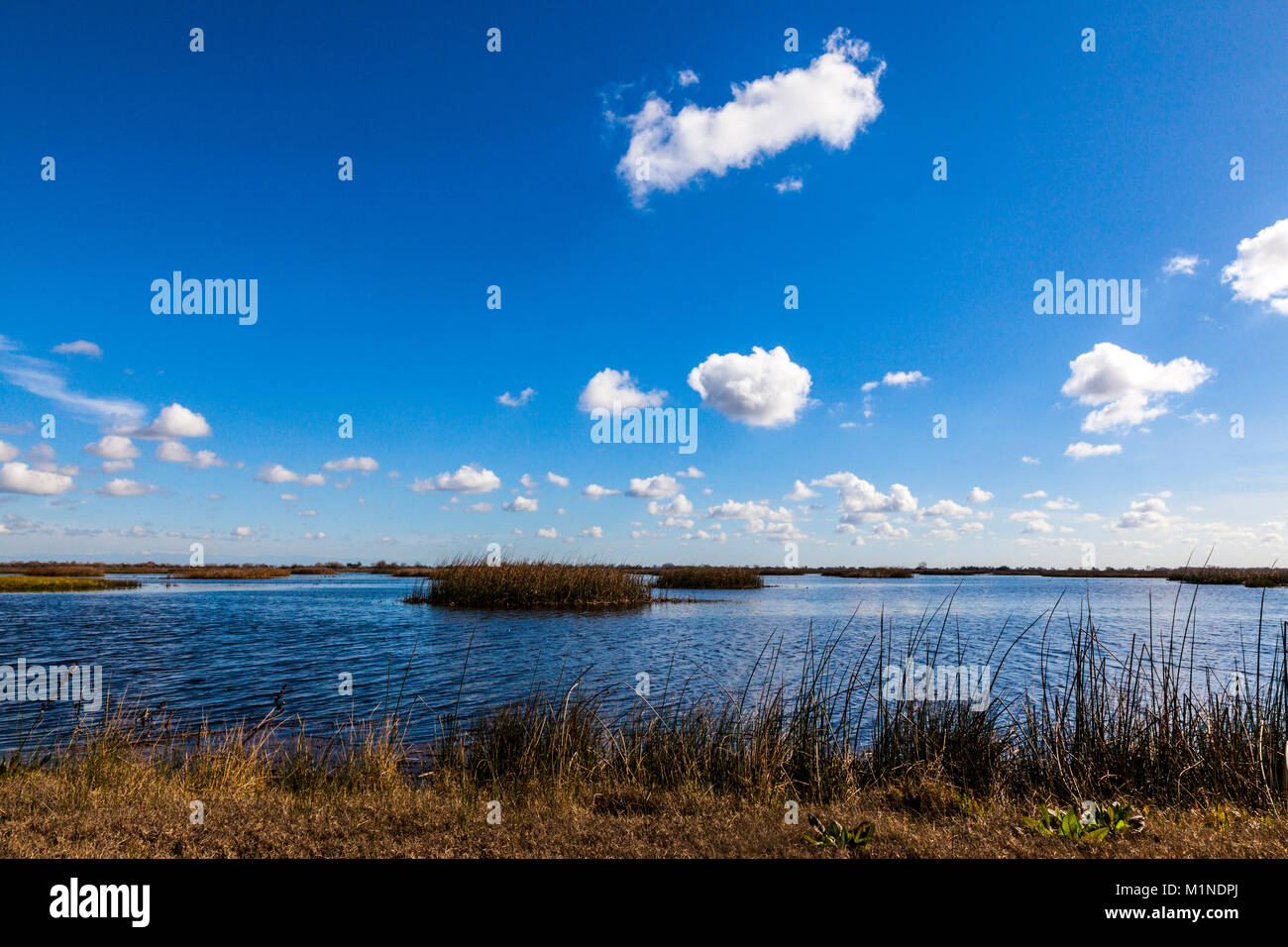 At the Merced National Wildlife Refuge in the Central Valley of ...