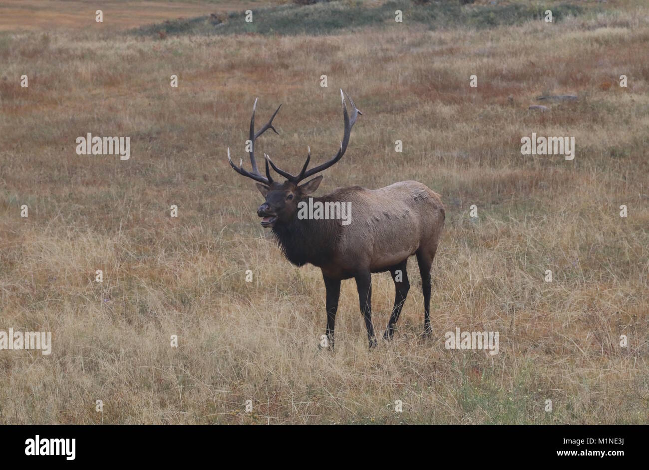 Call the bull hi-res stock photography and images - Alamy