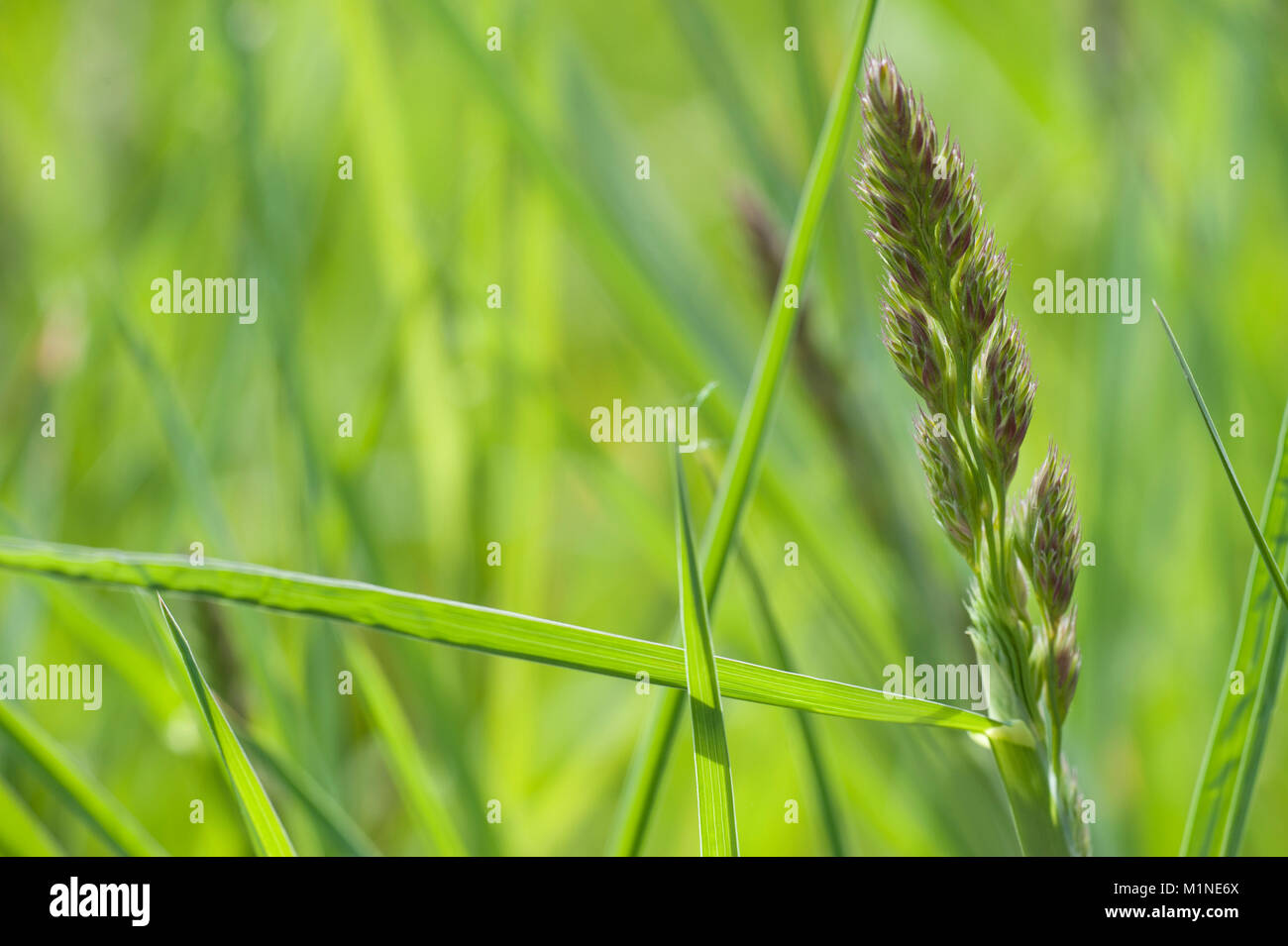 Dactylis glomerata,Gewoehnliches Knaeuelgras,Orchardgrass Stock Photo ...