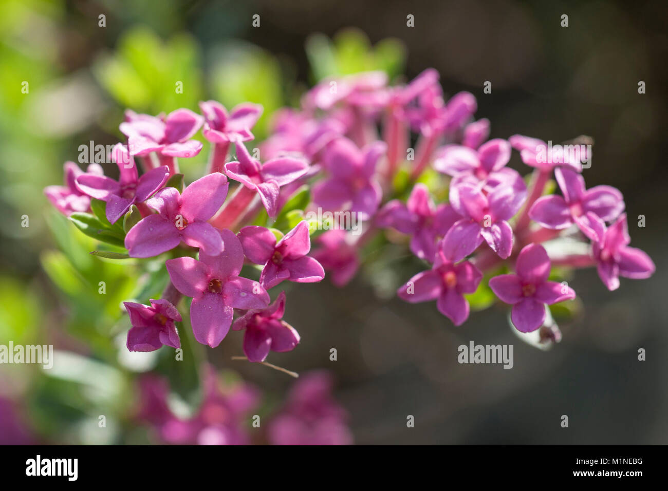 Daphne cneorum,Rosmarin-Seidelbast,Garland flower Stock Photo - Alamy