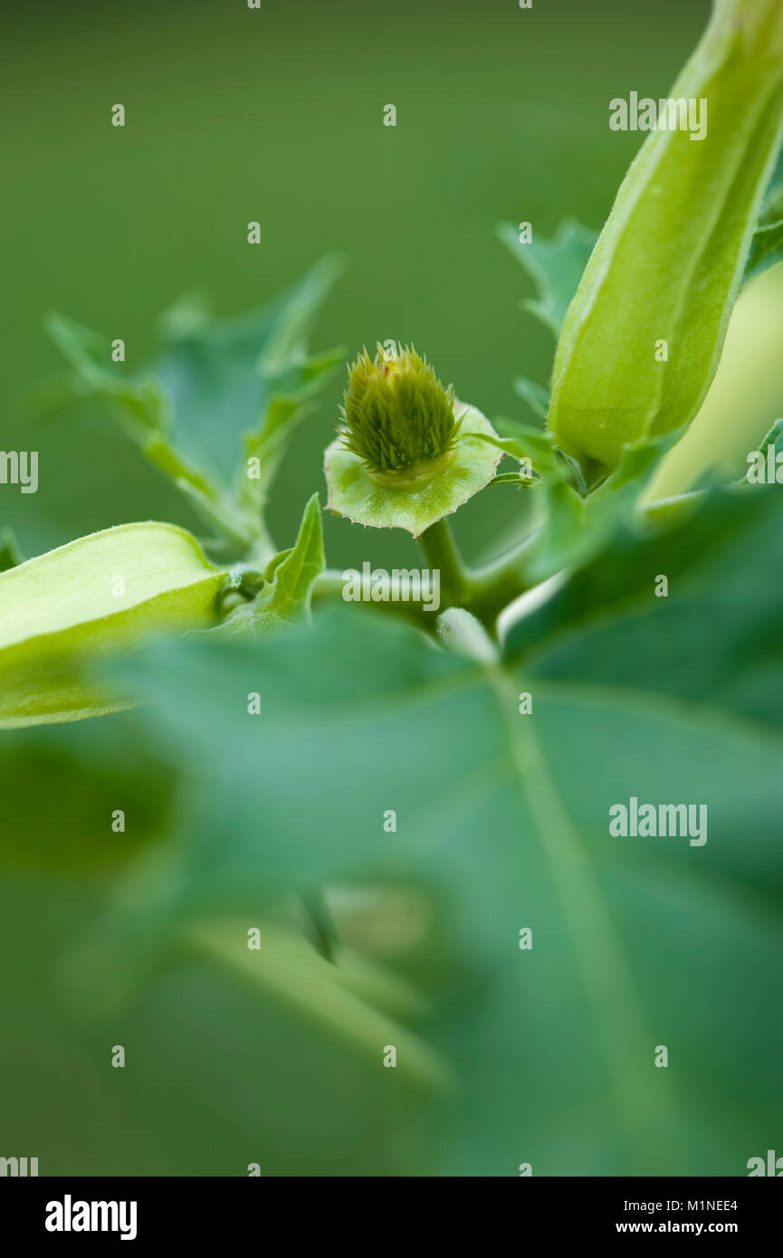 Datura stramonium,Gemeiner Stechapfel,Jimson weed,Angel's trumpet,Devil ...