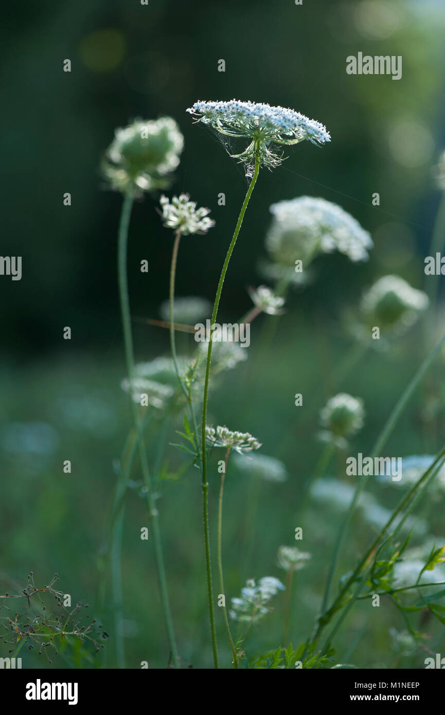 Daucus carota,Wilde Moehre,Wild Carrot Stock Photo - Alamy