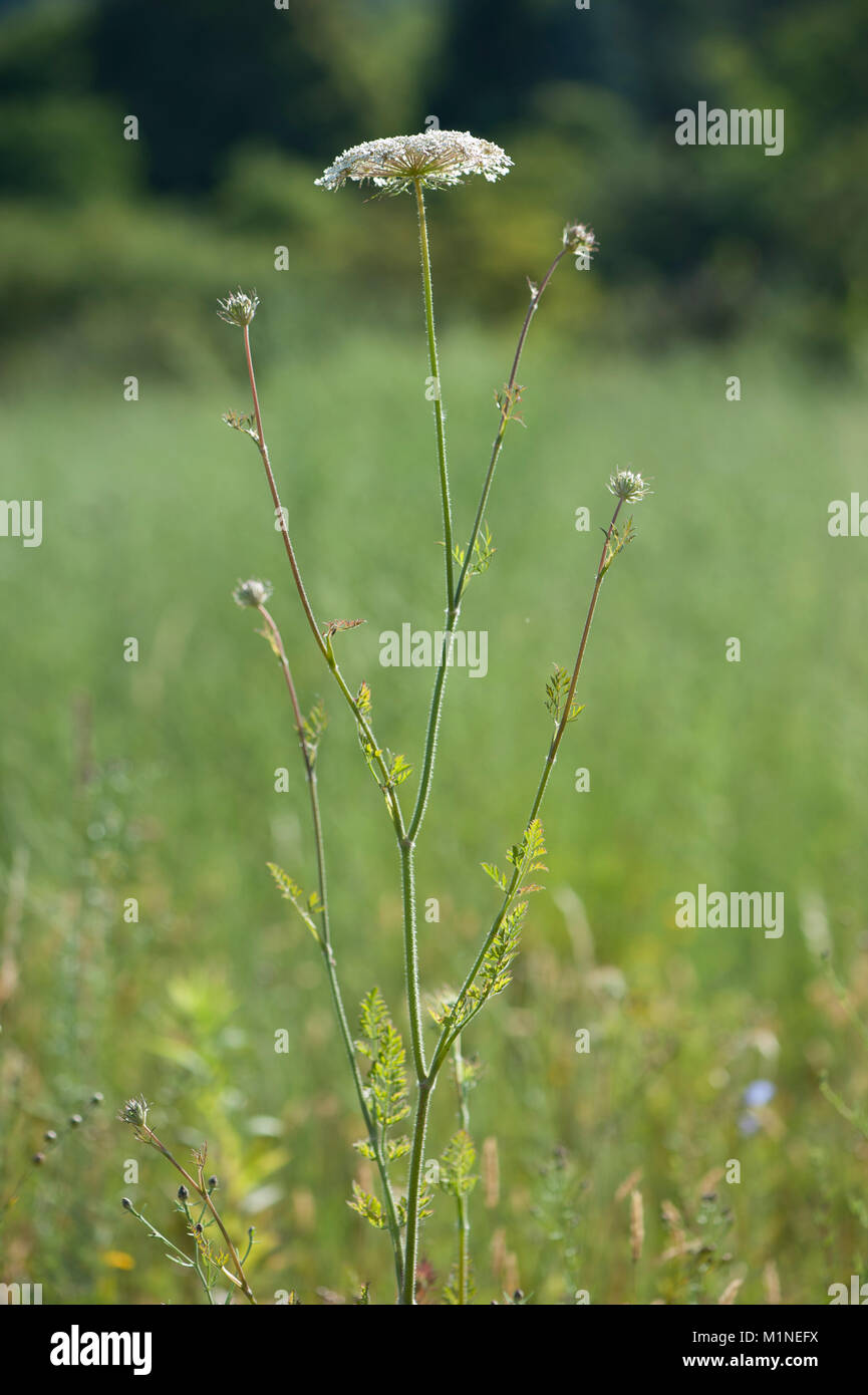 Daucus carota,Wilde Moehre,Wild Carrot Stock Photo - Alamy