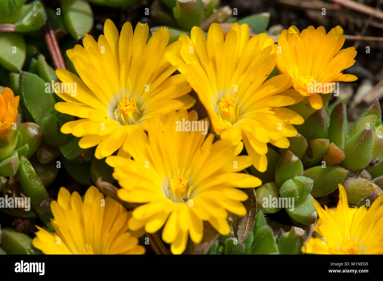 Delosperma pflanzen hi-res stock photography and images - Alamy