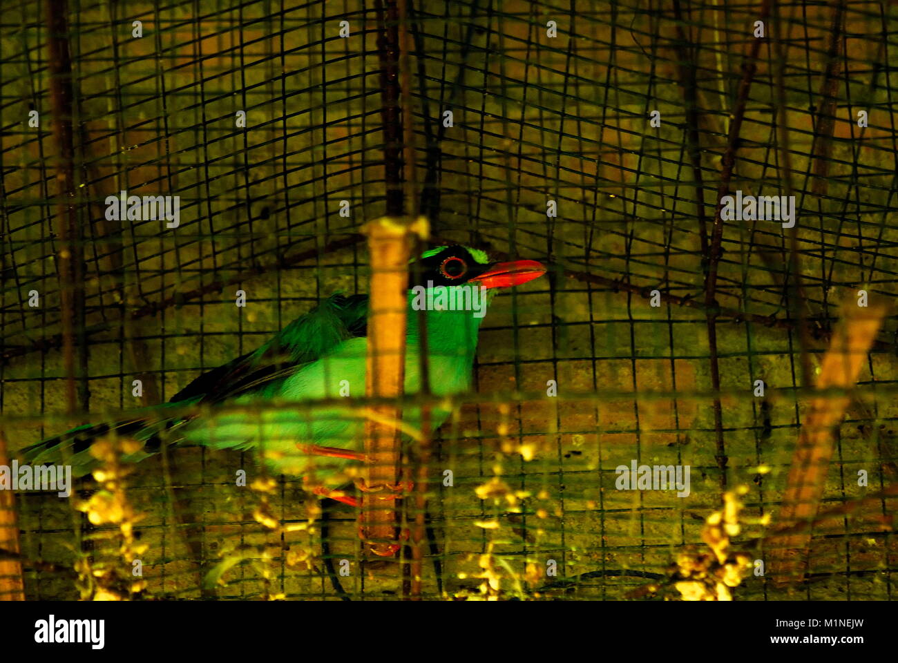 Short tailed green magpie hi-res stock photography and images - Alamy