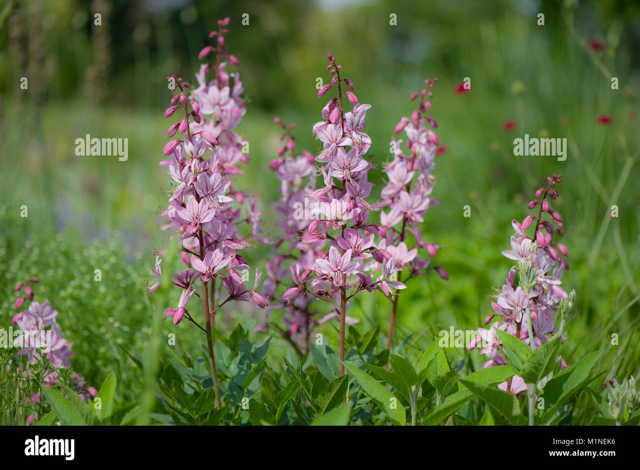 Dictamnus albus,Diptam,Gas Plant Stock Photo - Alamy