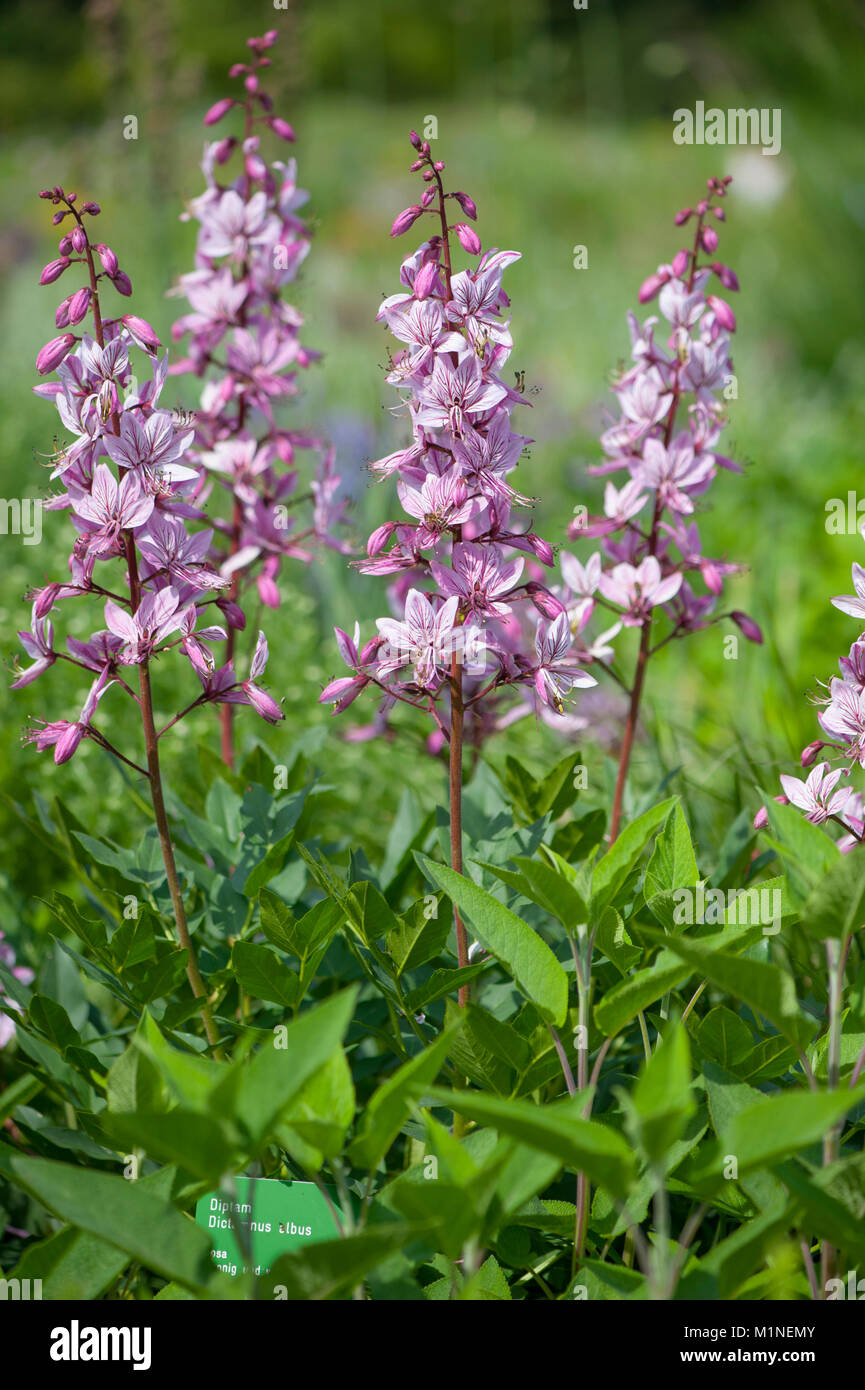 Dictamnus albus,Diptam,Gas Plant Stock Photo - Alamy