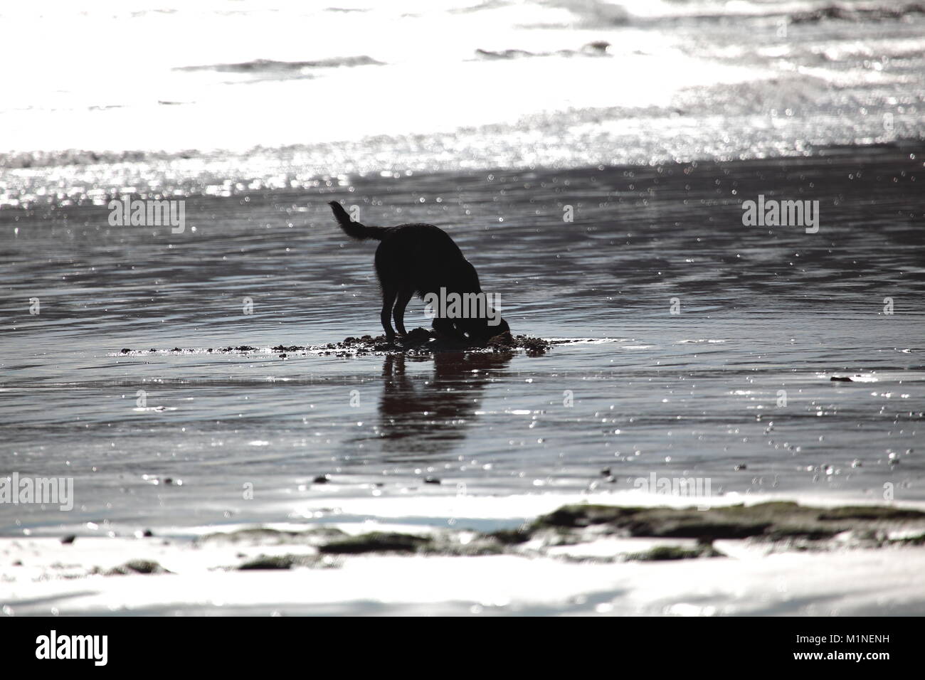 Dog digging in the sand hi-res stock photography and images - Alamy